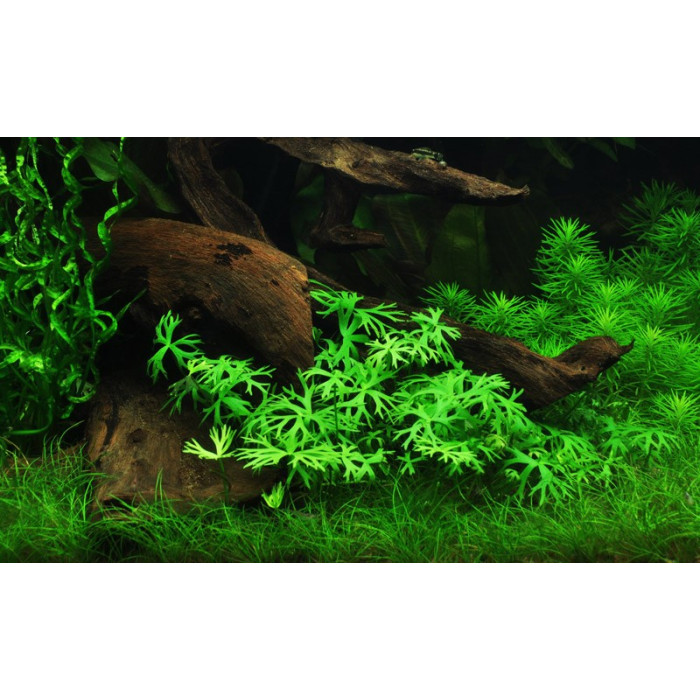 Купить Водный лютик | Ranunculus inundatus — аквариумное растение-зонтик